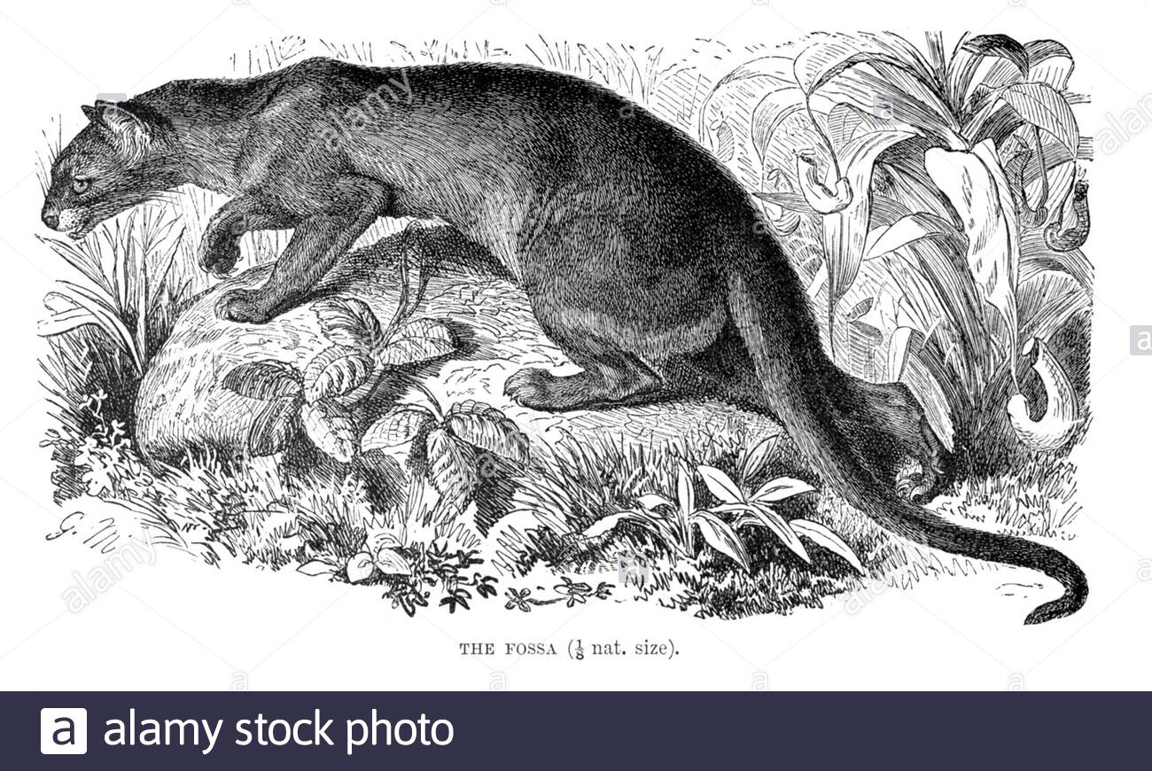 Fossa animal illustration hi-res stock photography and images - Alamy