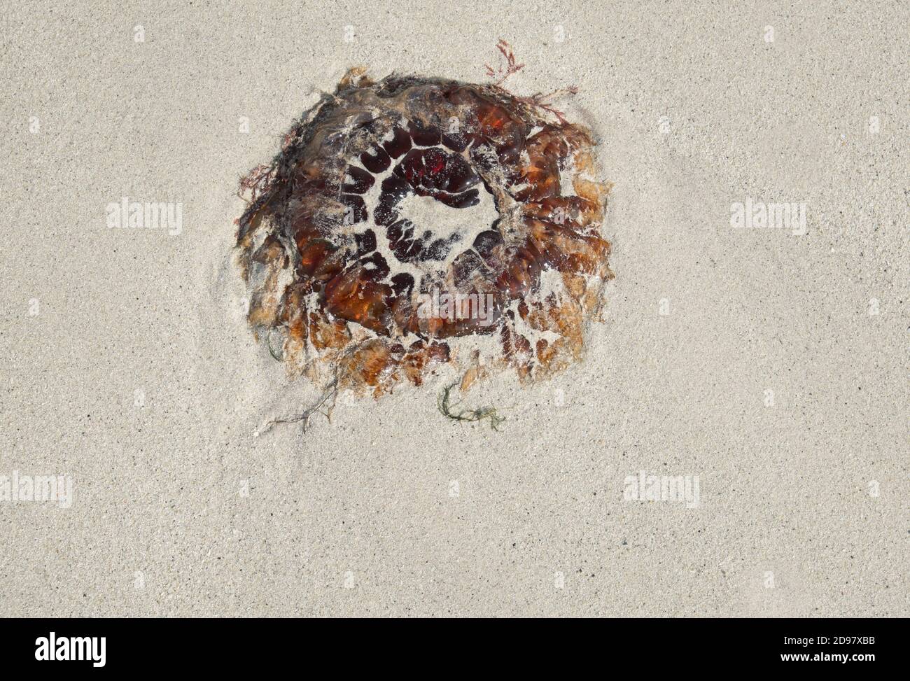 Beached Jelly Fish Scotland Stock Photo - Alamy