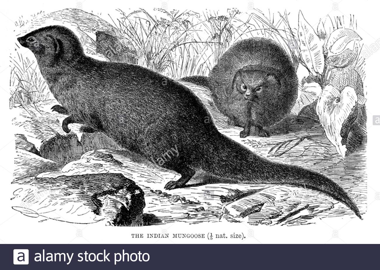 Grey mongoose Black and White Stock Photos & Images - Alamy
