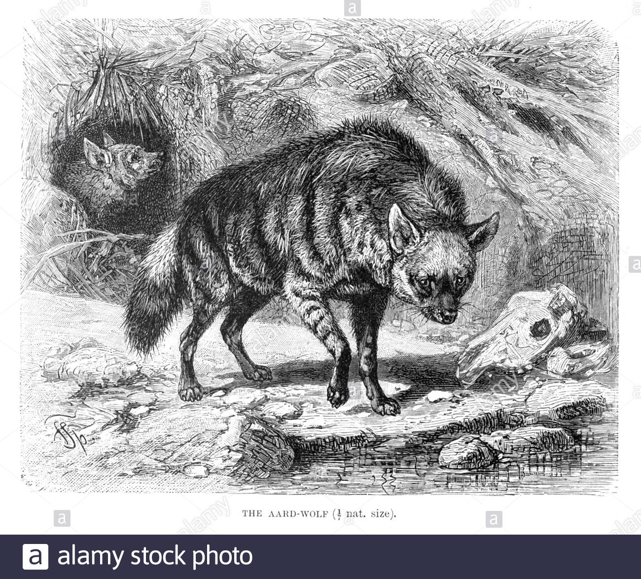 Natural world historical illustration Black and White Stock Photos ...