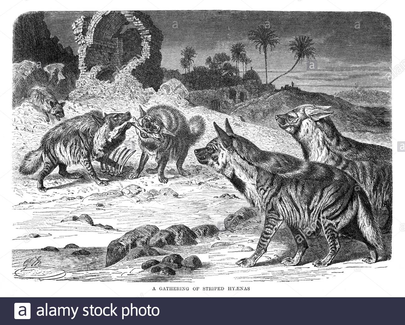 Striped Hyena, vintage illustration from 1893 Stock Photo - Alamy