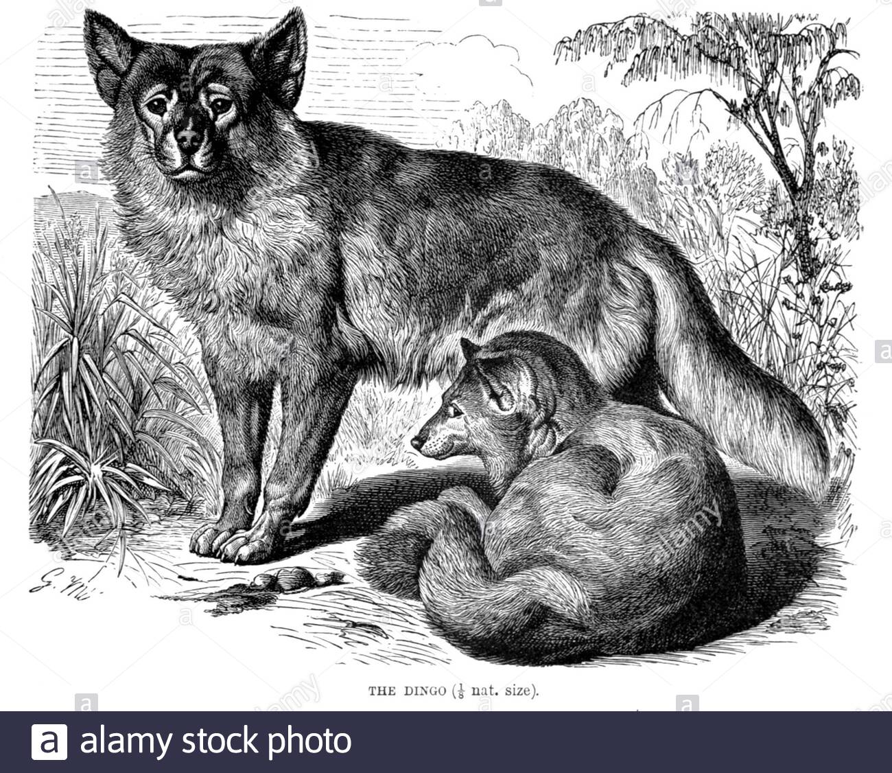 Black dingo hi-res stock photography and images - Alamy