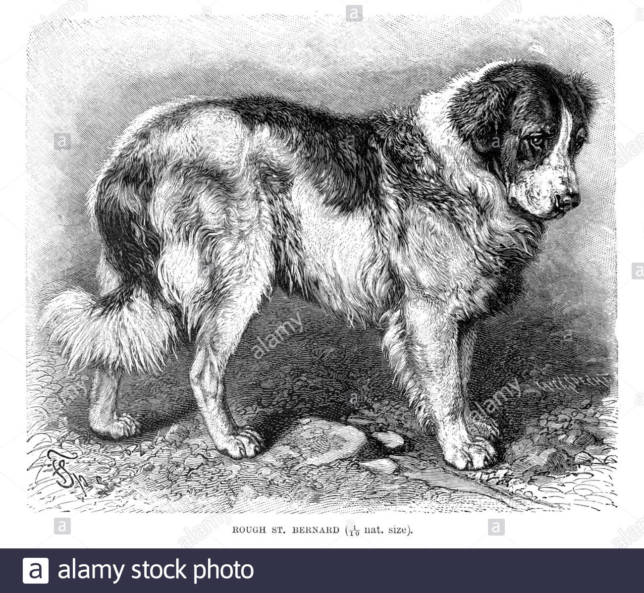 St Bernard Dogs High Resolution Stock Photography and Images - Alamy