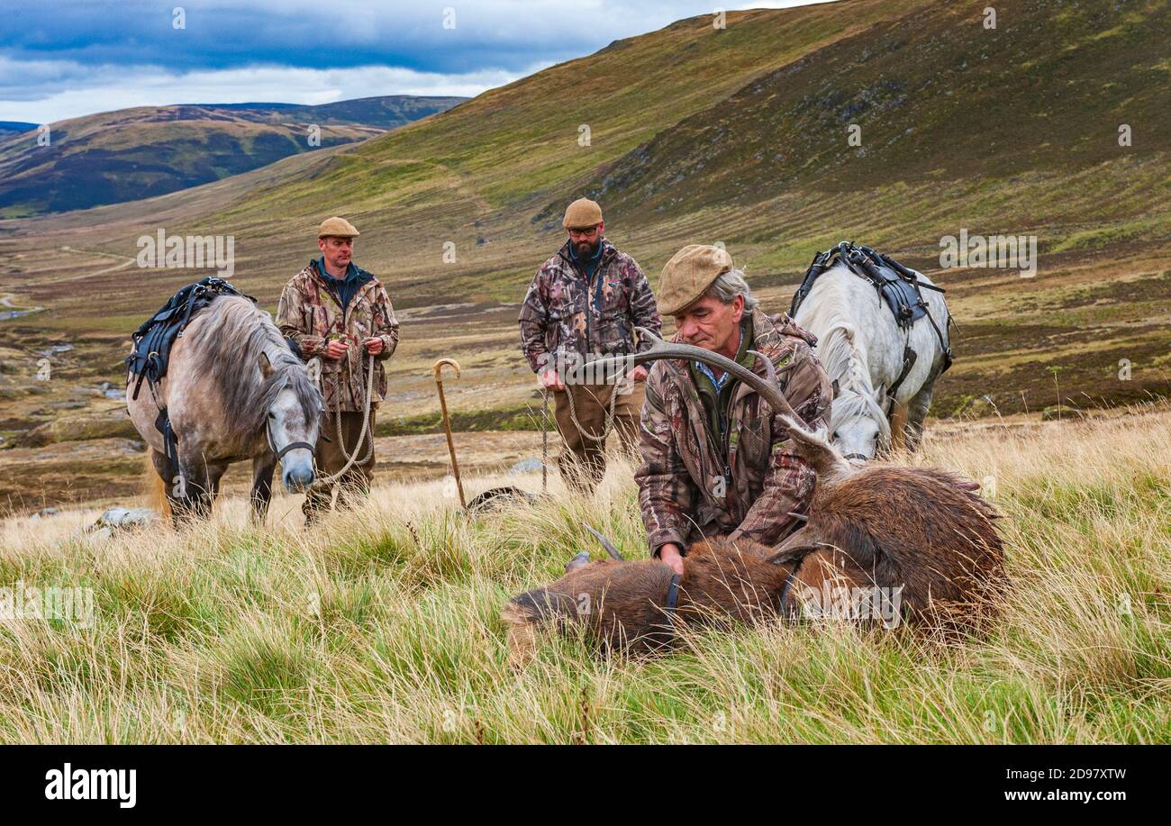 Garron horse hi-res stock photography and images - Alamy