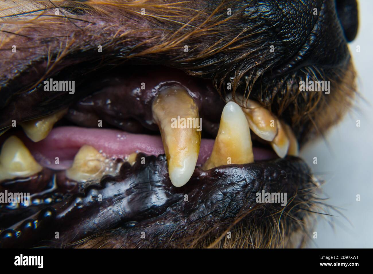 close-up photo of a dog teeth with tartar or bacterial plaque Stock ...