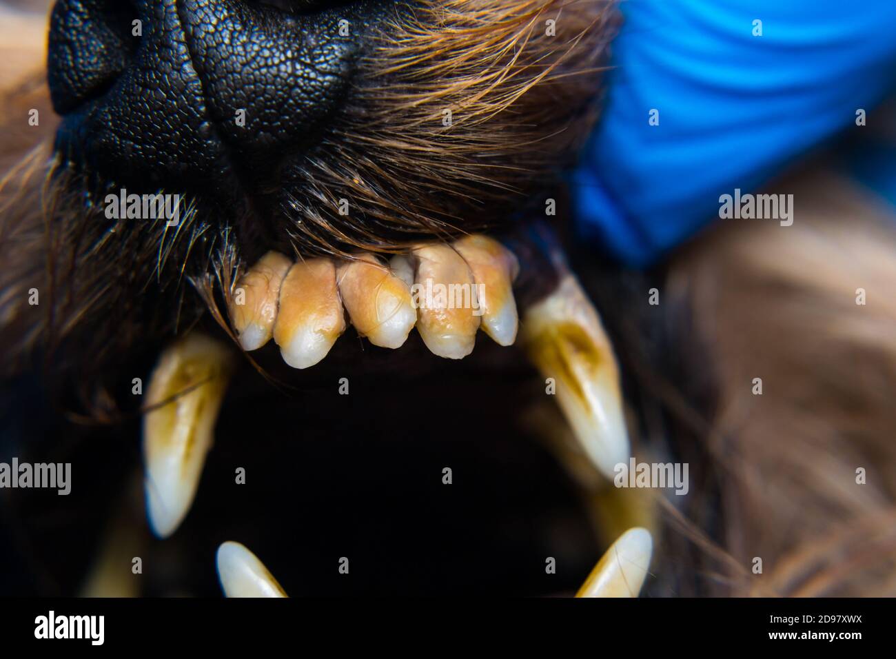 close-up photo of a dog teeth with tartar or bacterial plaque Stock ...
