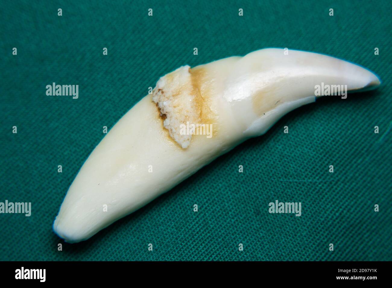 canine tooth of a large breed dog close-up Stock Photo - Alamy