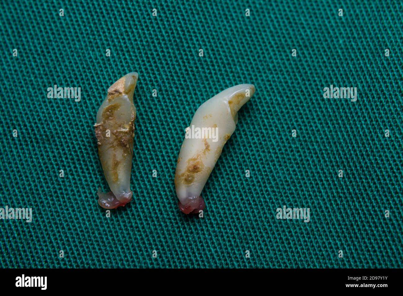 Small dog teeth hi-res stock photography and images - Alamy