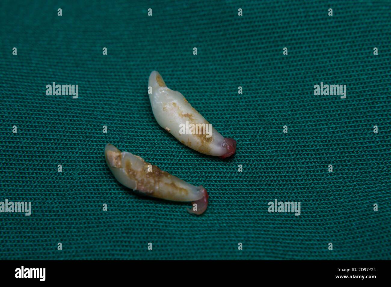 close-up photo of a small dog teeth on green background Stock Photo - Alamy