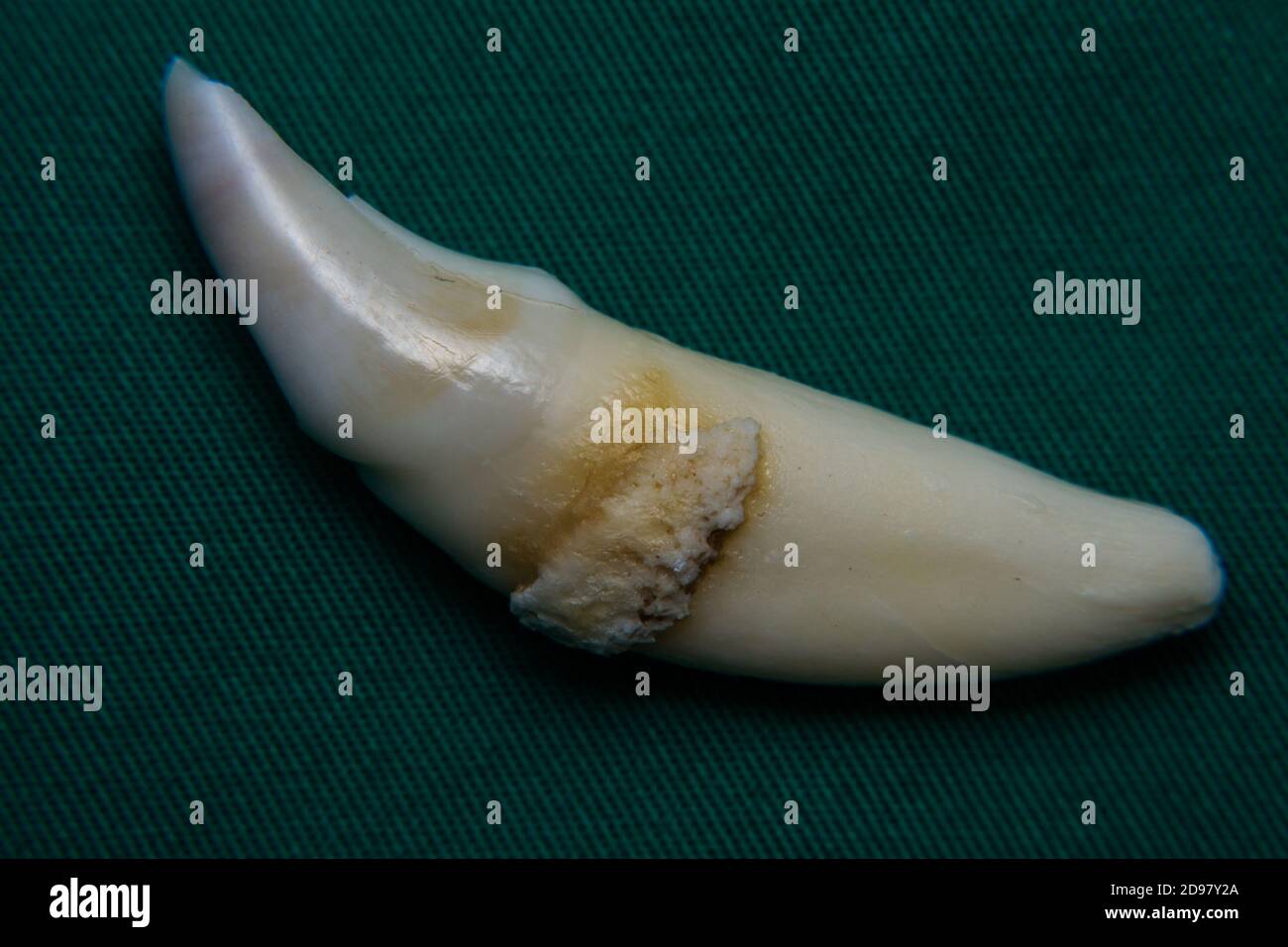 Canine tooth hi-res stock photography and images - Alamy
