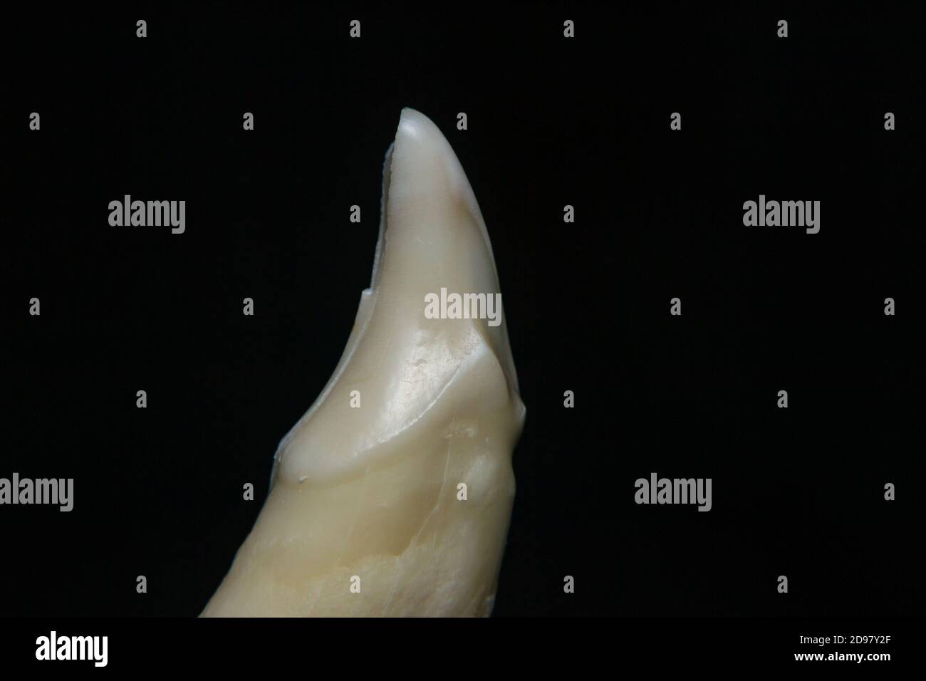 Canine tooth hi-res stock photography and images - Alamy