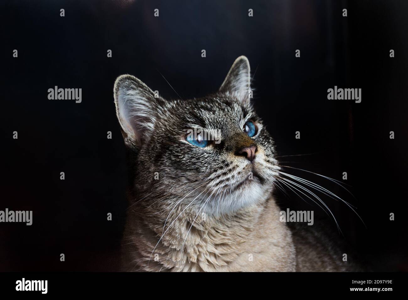 portrait of a cat in the metallic cage at the veterinary clinic Stock ...