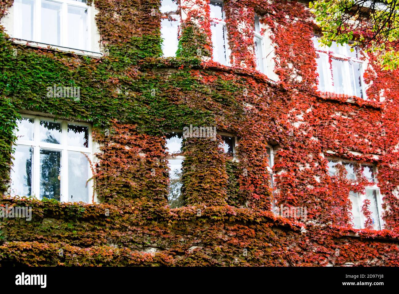 Ivy on the facade hi-res stock photography and images - Alamy