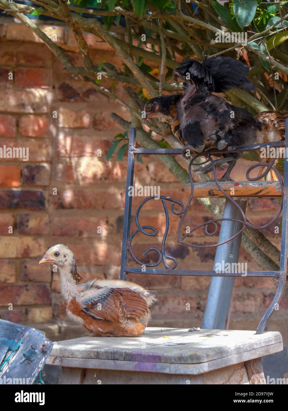 Chicken on chair hi-res stock photography and images - Alamy