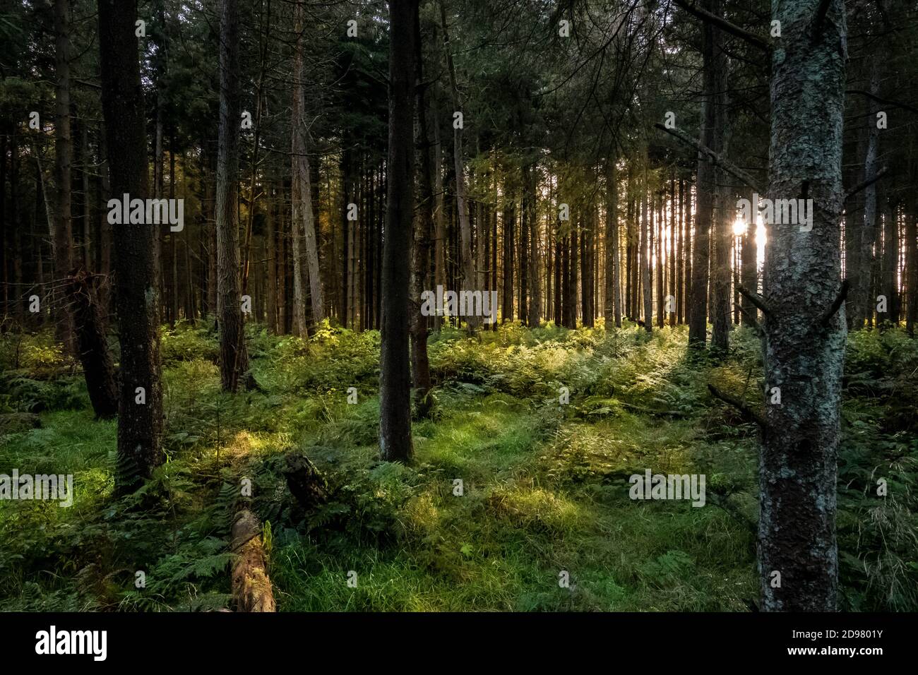 Scattering of pine trees hi-res stock photography and images - Alamy