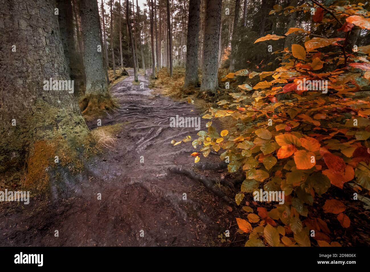 Beautiful autumn trees pathway colorful hi-res stock photography and ...