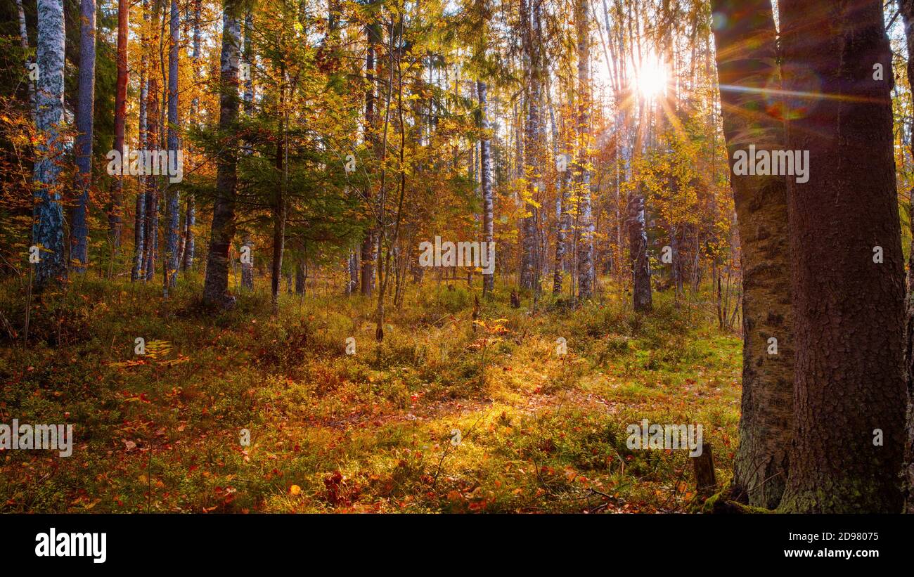 Beams of light between trees hi-res stock photography and images - Alamy