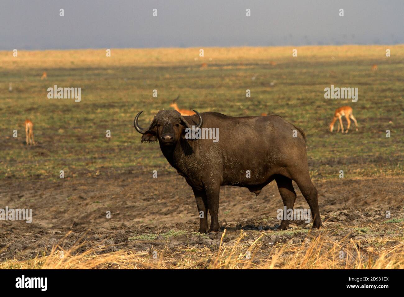 Cape Buffalo males will spend more time alone or in small bachelor ...