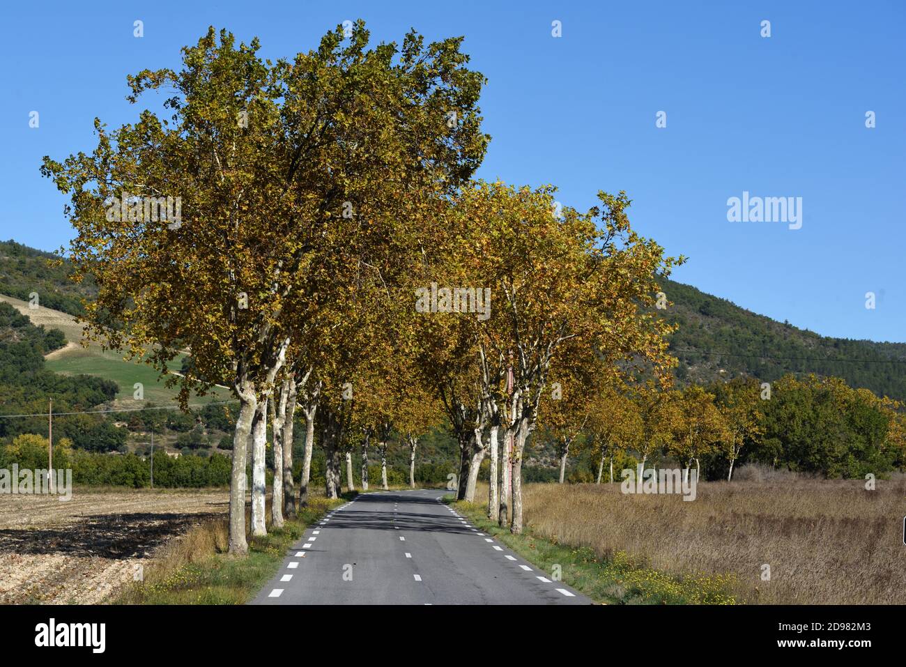 Plane trees provence hi-res stock photography and images - Alamy