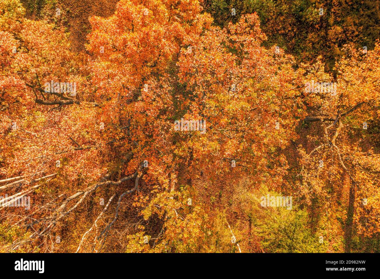 Orange lush foliage on autumn trees top view. Natural texture and ...
