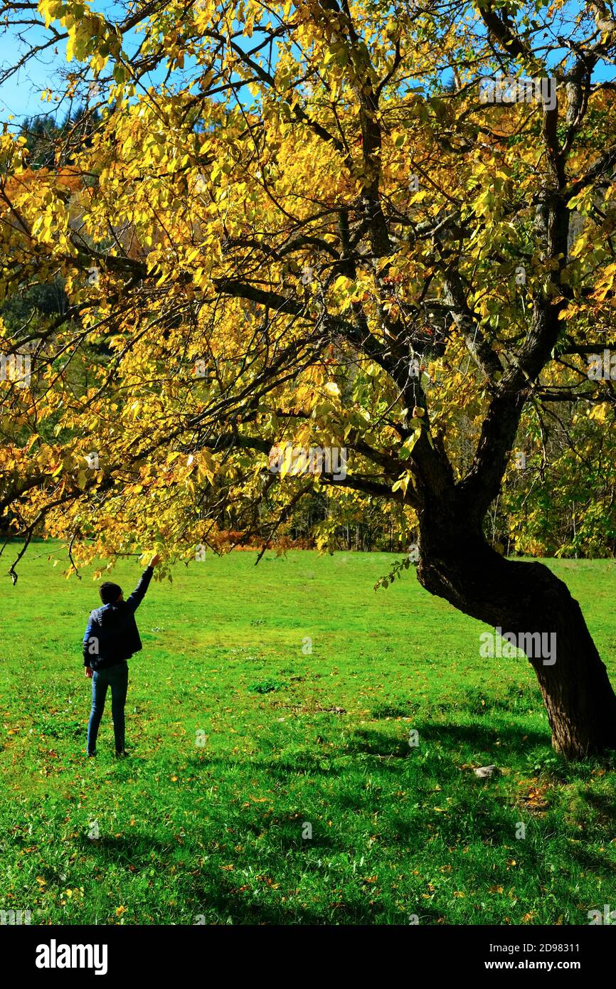 a 13 year old boy, standing in an open green pasture, reaches up to ...