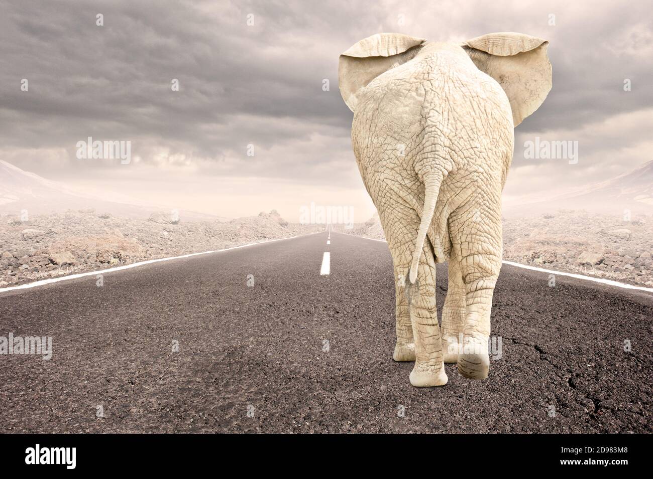 elephant walking to the horizon on asphalt road Stock Photo - Alamy