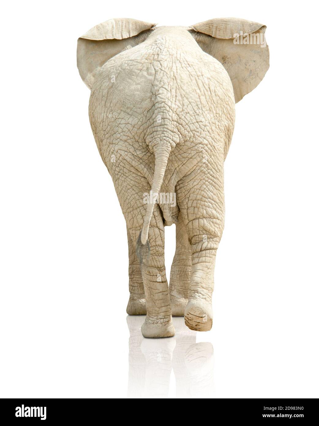 Elephant back view Cut Out Stock Images & Pictures - Alamy