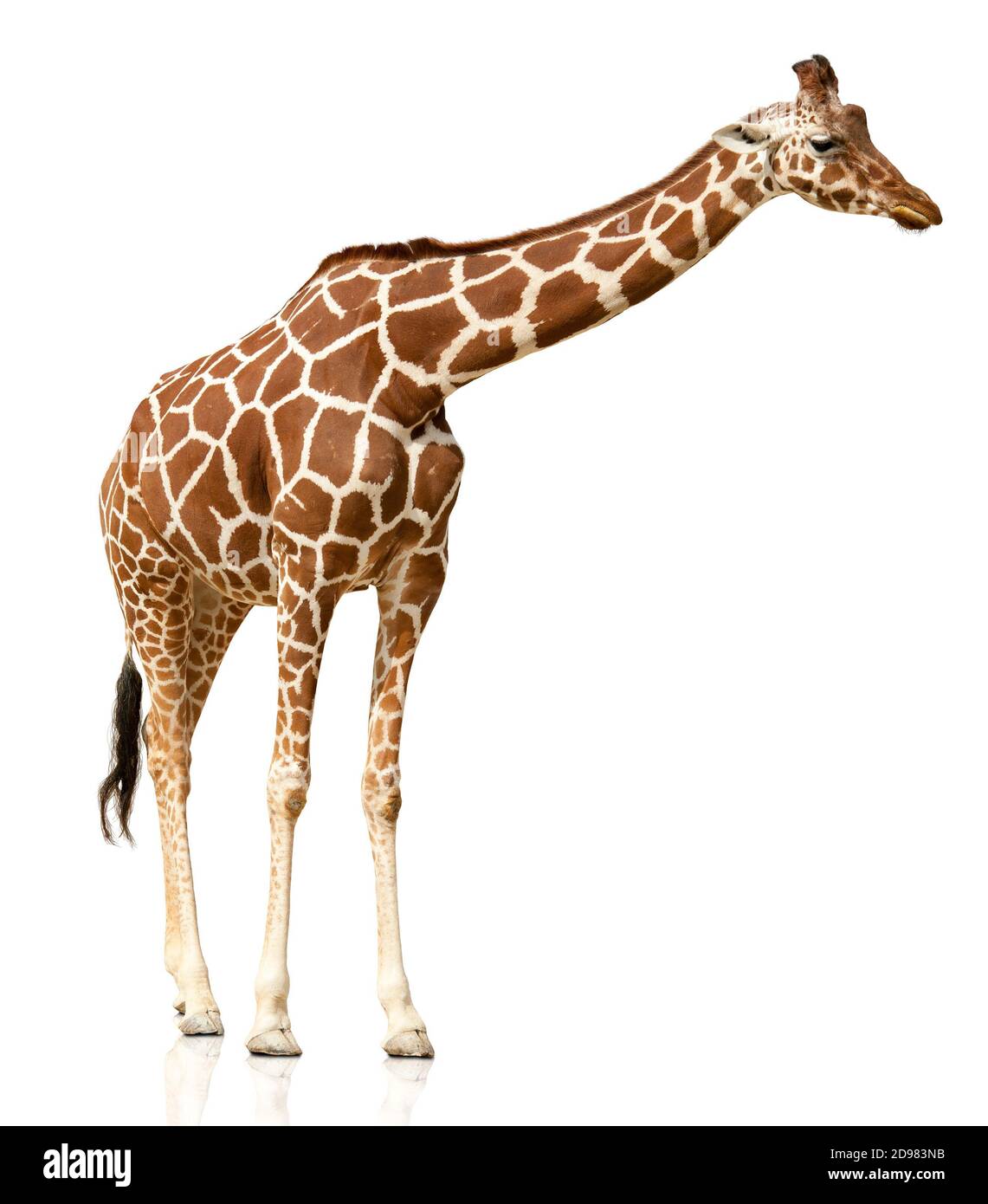 Giraffe bottom Cut Out Stock Images & Pictures - Alamy