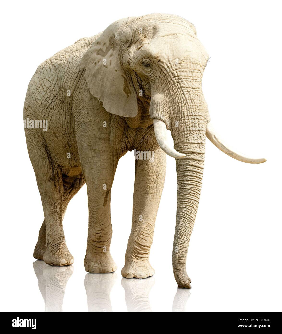 rear view of elephant On White Background Stock Photo - Alamy