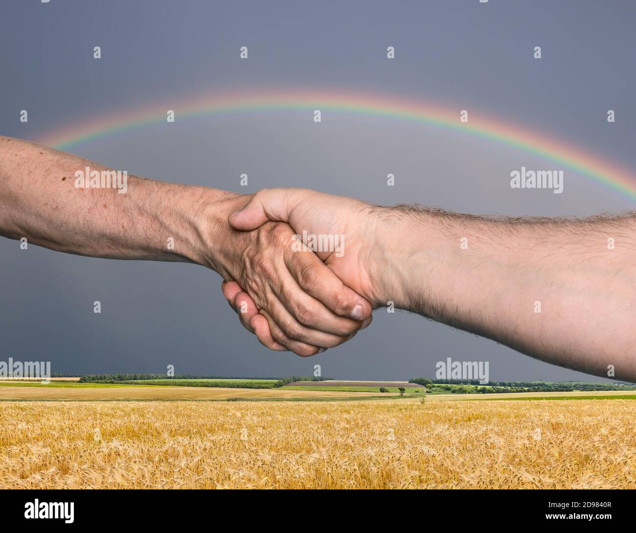 Handshaking. Shaking hands of two male people against golden wheat ...