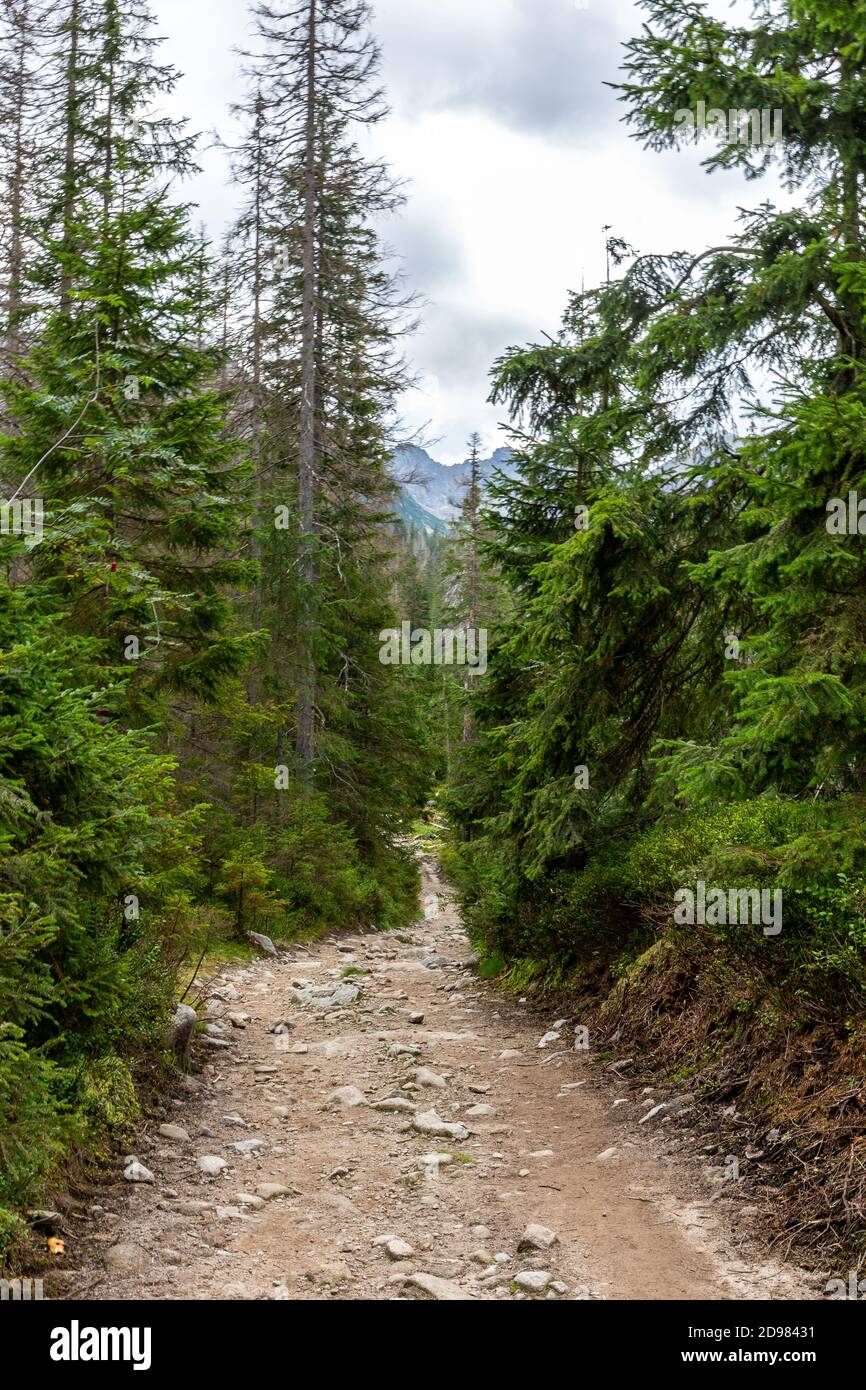 Narrow path in pine forest hi-res stock photography and images - Alamy