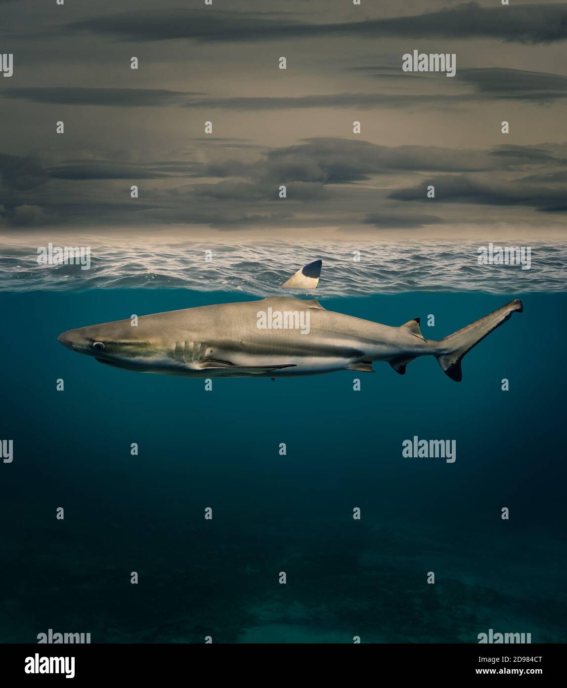 shark with fin above water Stock Photo - Alamy