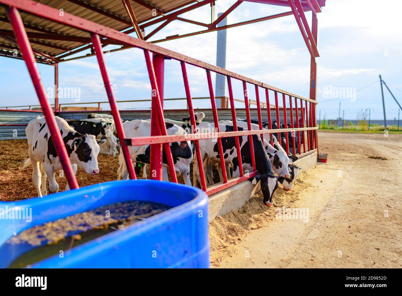 Modern outdoor cowshed with herd of milky cows Stock Photo - Alamy