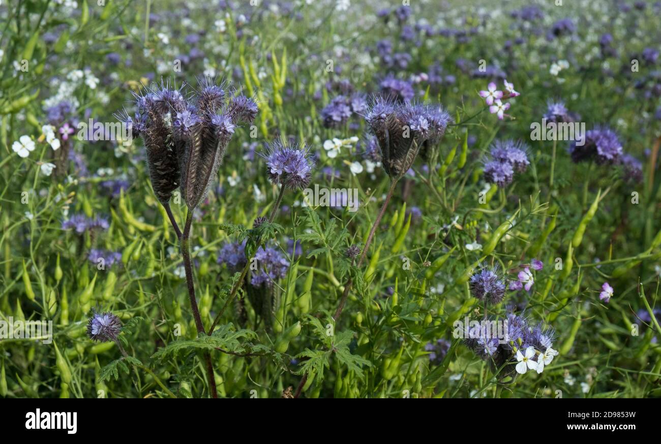 Wildflower Meadow with Blue Flowers Stock Photo - Alamy