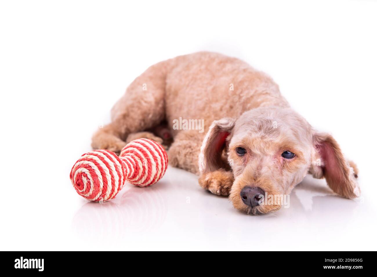 Sad depressed poodle pet dog after short hair cut grooming Stock Photo ...