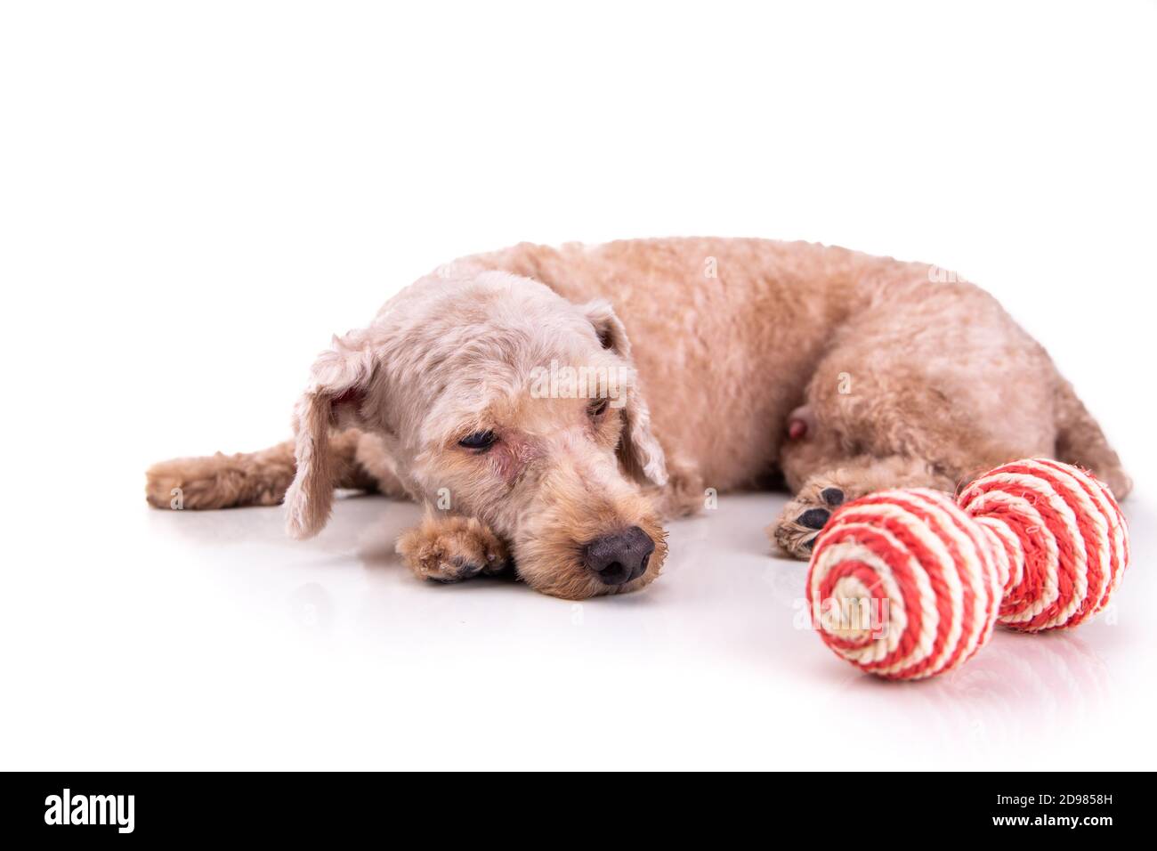 Sad depressed poodle pet dog after short hair cut grooming Stock Photo ...