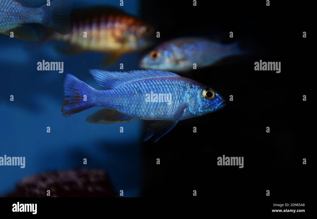 Electric Blue Hap African Cichlid - Sciaenochromis fryeri Stock Photo ...