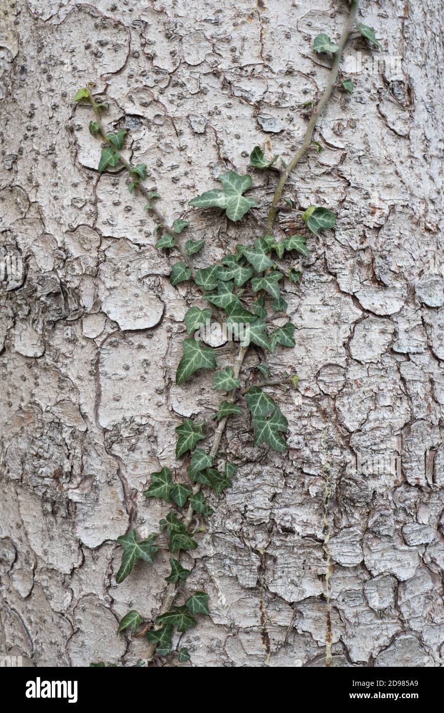 Parasitic ivy hi-res stock photography and images - Alamy