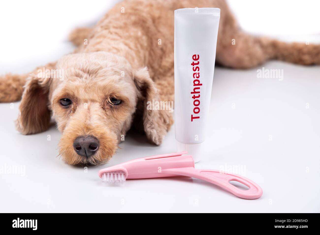 Pet dog pose with toothbrush and toothpaste. Pet oral care Stock Photo ...