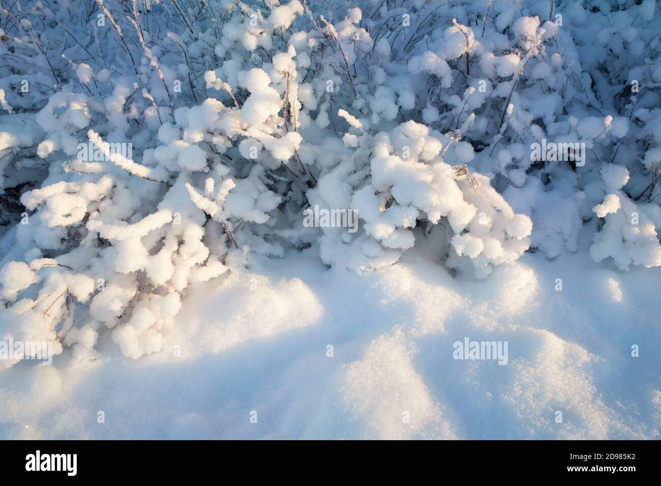 Snow covered bushes Stock Photo - Alamy