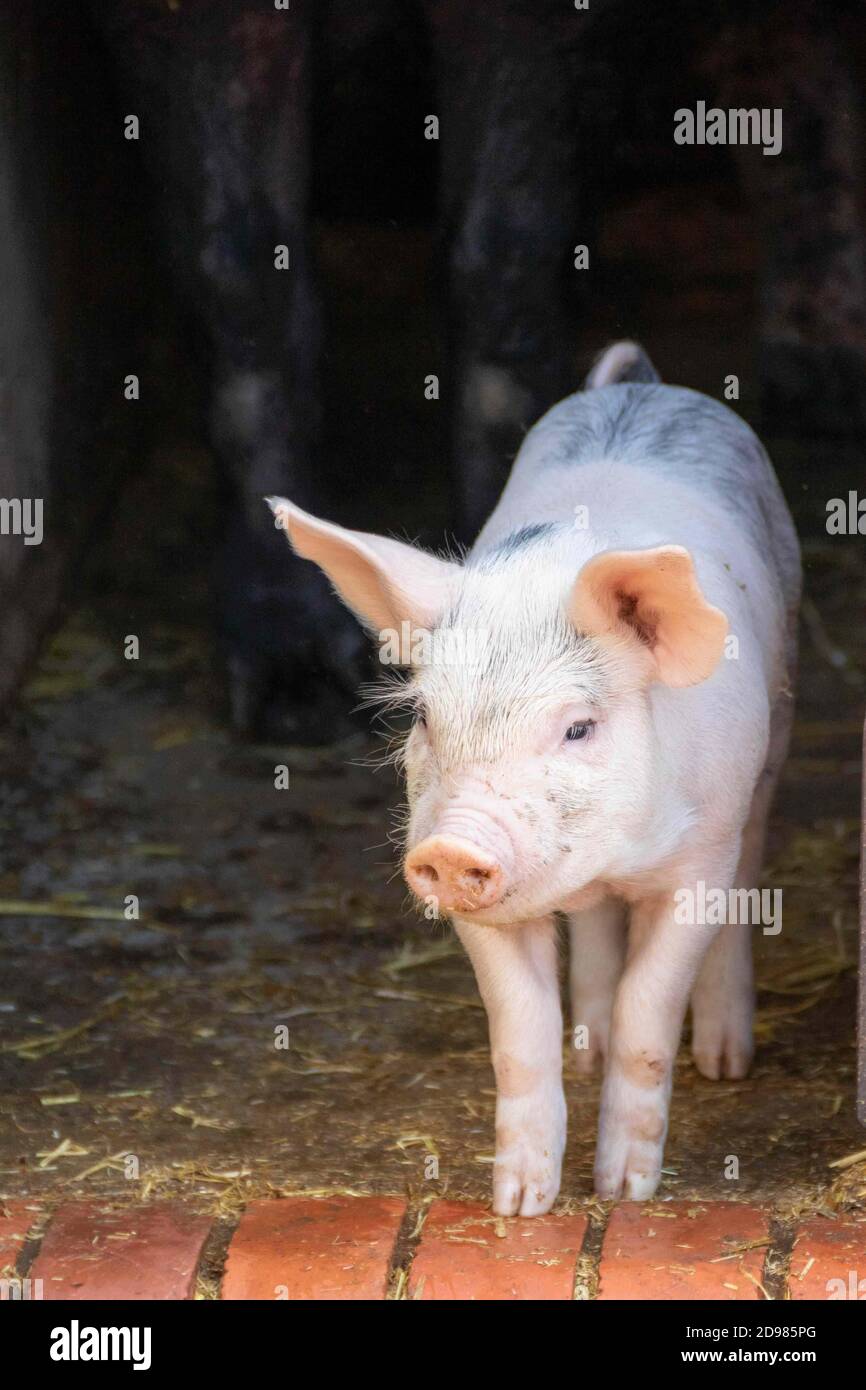 Pretty pig hi-res stock photography and images - Alamy