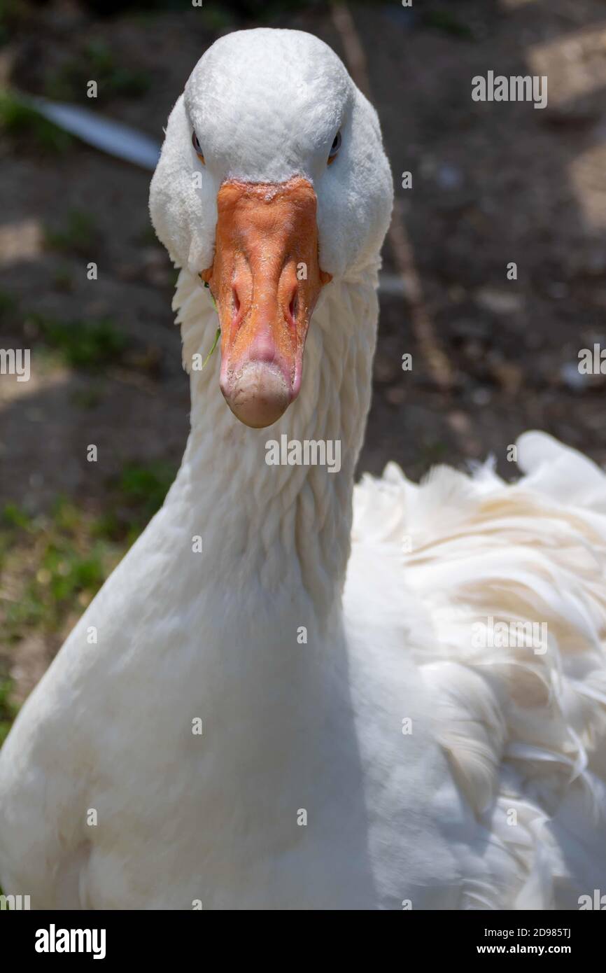 Pretty Goose High Resolution Stock Photography and Images - Alamy