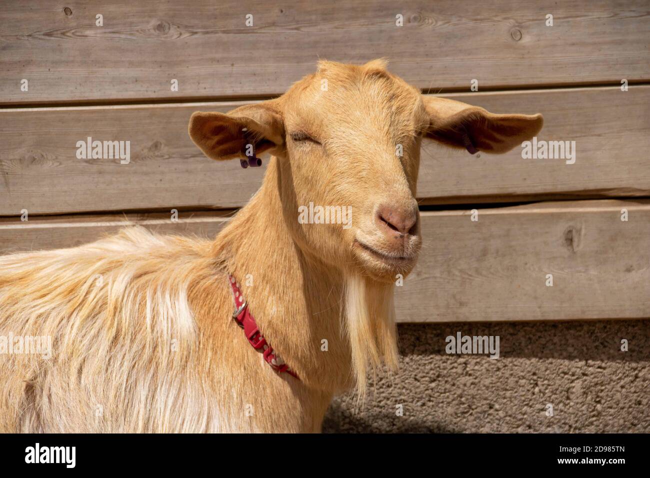pretty goat dozing in the sunshine Stock Photo - Alamy