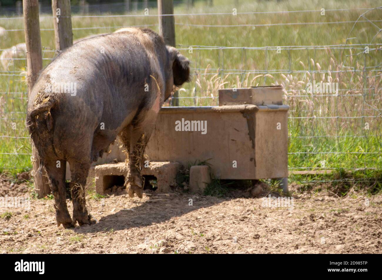 Pig trough hi-res stock photography and images - Alamy