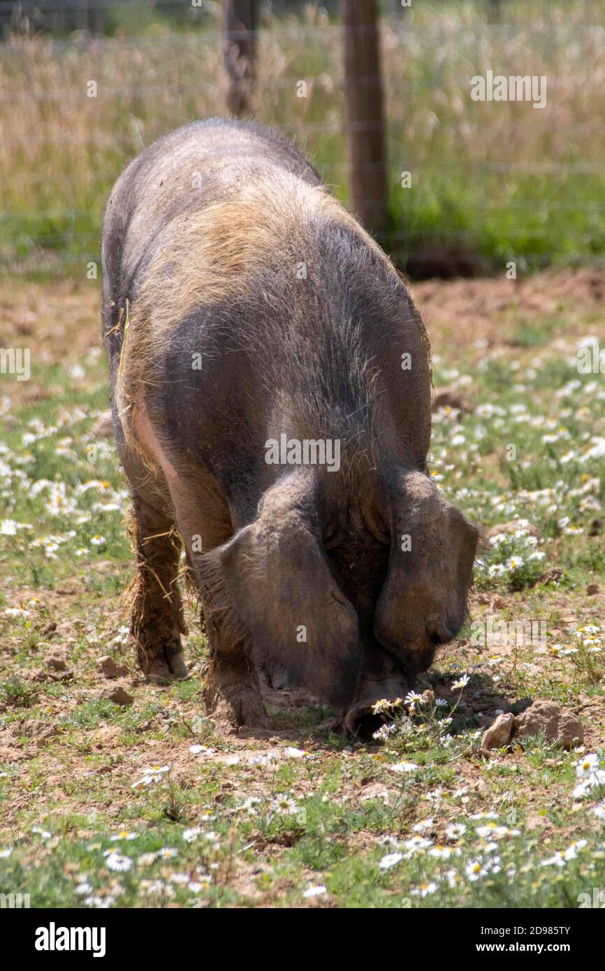 hairy pig sniffing the daisies Stock Photo - Alamy