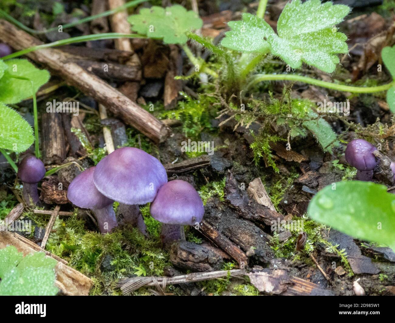 purple toadstools a sign of Autumn Stock Photo - Alamy