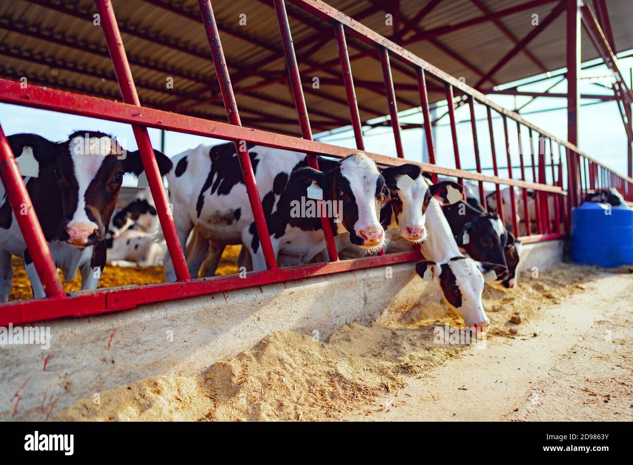Large cowshed with milky cows on the farm Stock Photo - Alamy