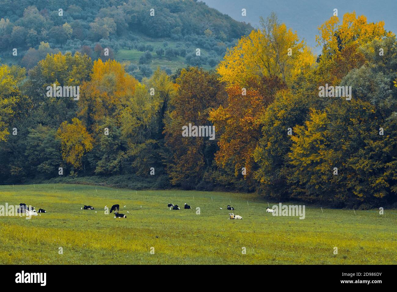 Cows in field fall colors hi-res stock photography and images - Alamy
