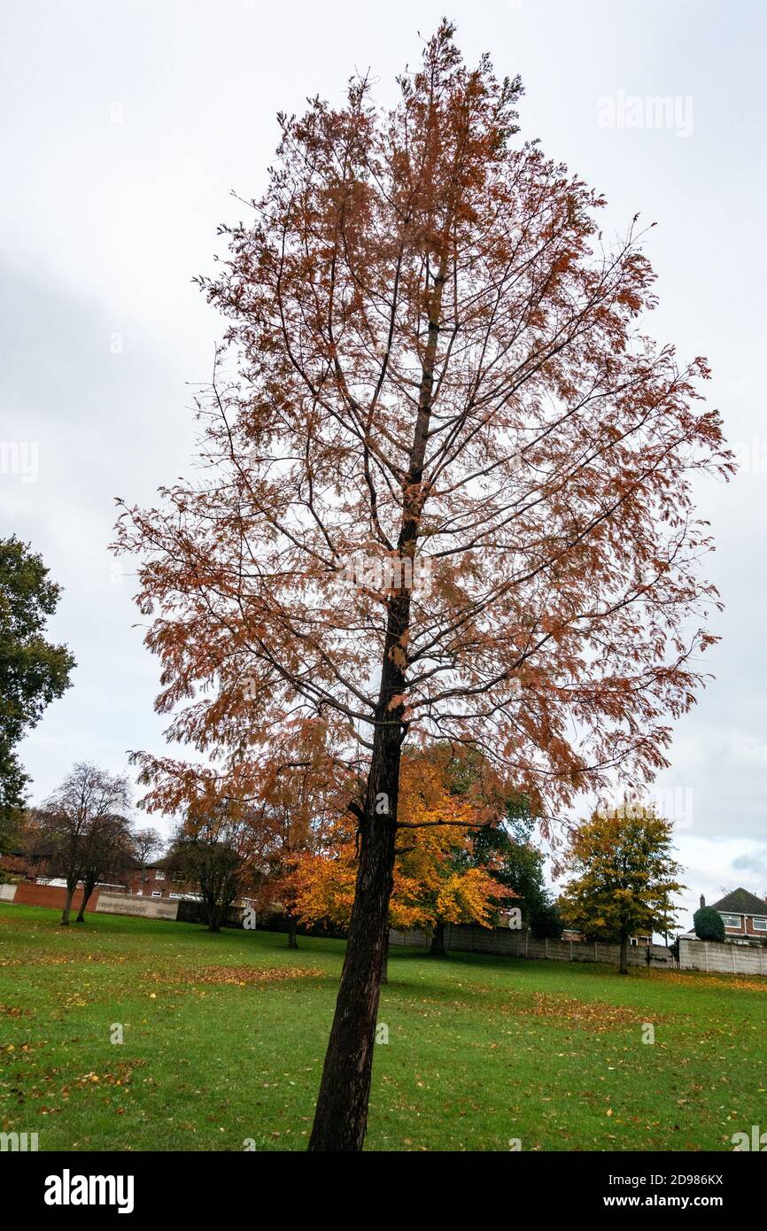 Dawn redwood branch hi-res stock photography and images - Alamy