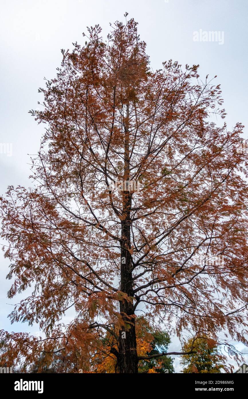 Dawn redwood branch hi-res stock photography and images - Alamy